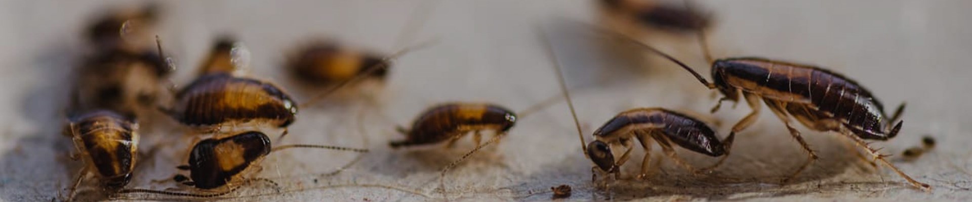 Skadedyrsbekæmpelse