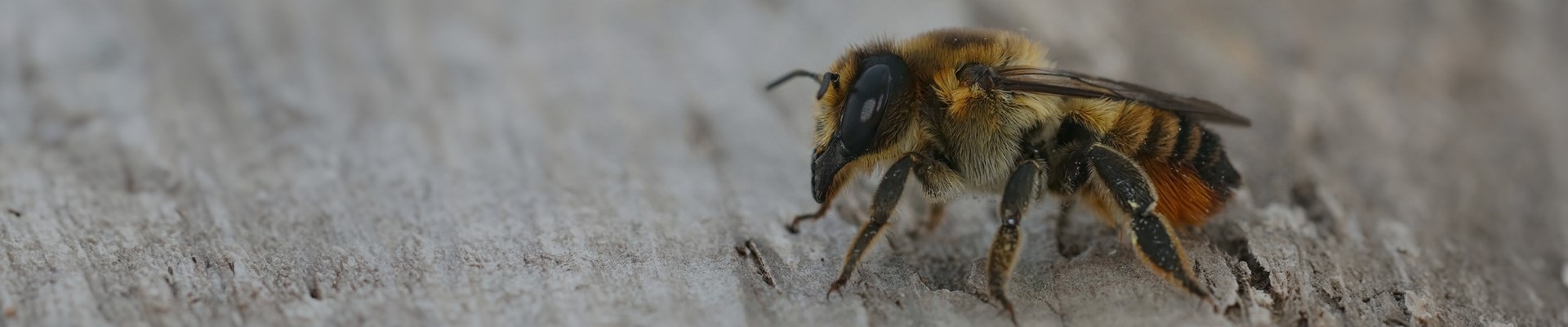 Skadedyrsbekæmpelse